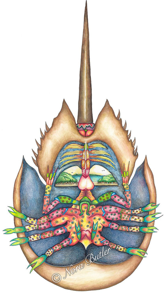 Nora Butler | Horseshoe Crab Limited Edition Prints – Nora Butler Designs